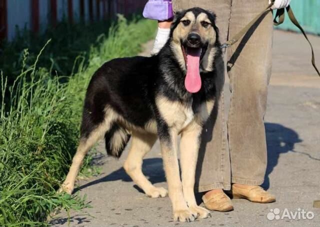 Молодой дружелюбный добрый пес Рейли в дар