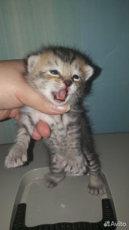 Пиксибоб котята многопалые