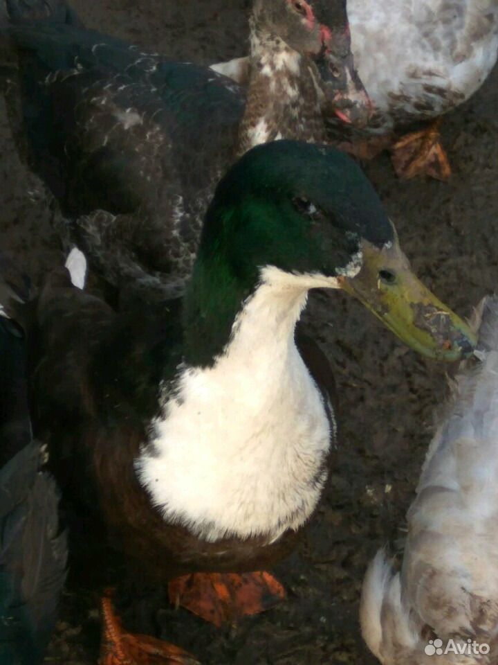 Меняю Индоуток, Селезен, Петушки