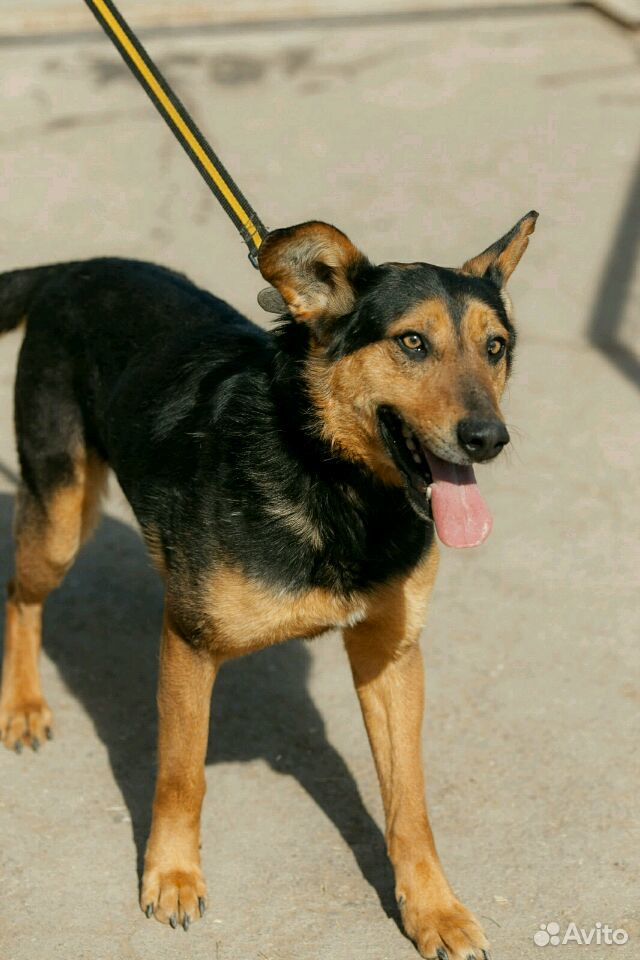 Метис оквчарки Рекс в дар