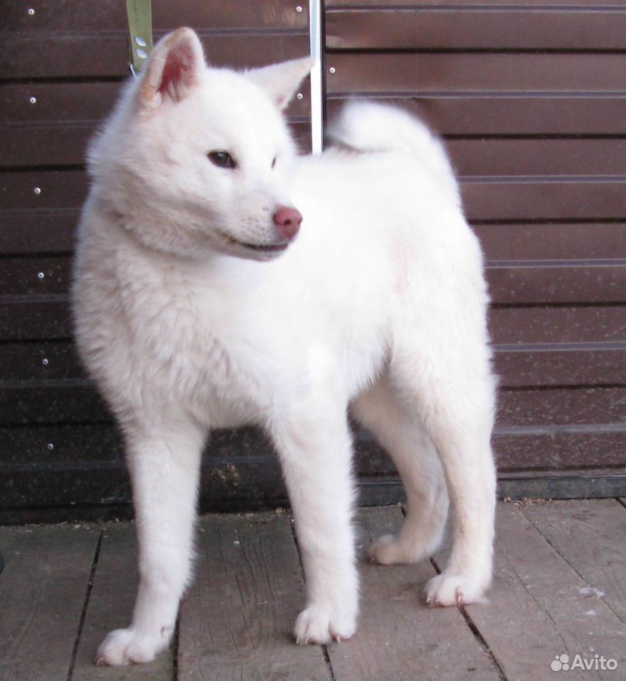 Подрощенный мальчишка Акита Ину (белый)
