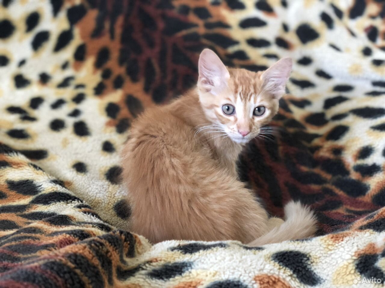 Домашний тигр