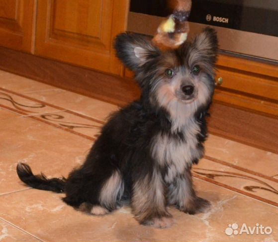 Пуховочка стандартная шокогенная