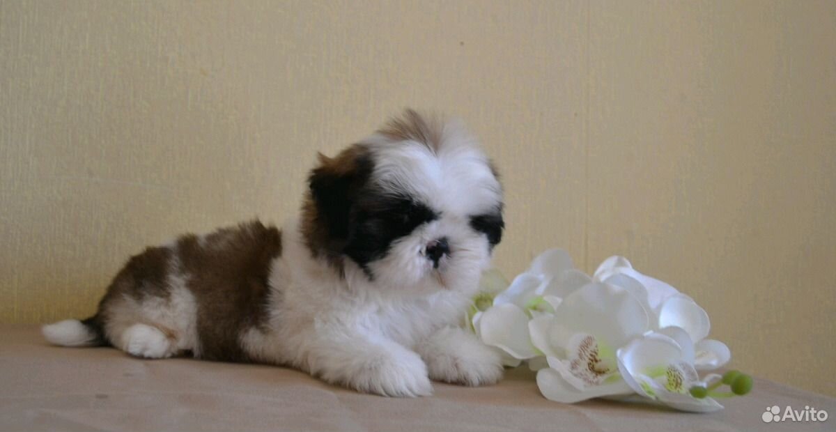 Очаровательный мальчик ши-тцу