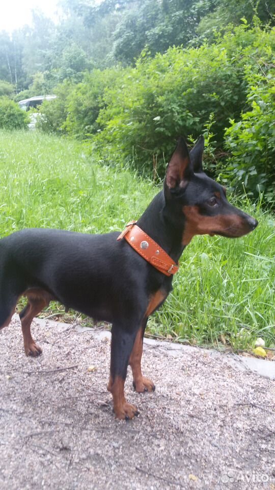 Щенки цвергпинчера для шоу и души