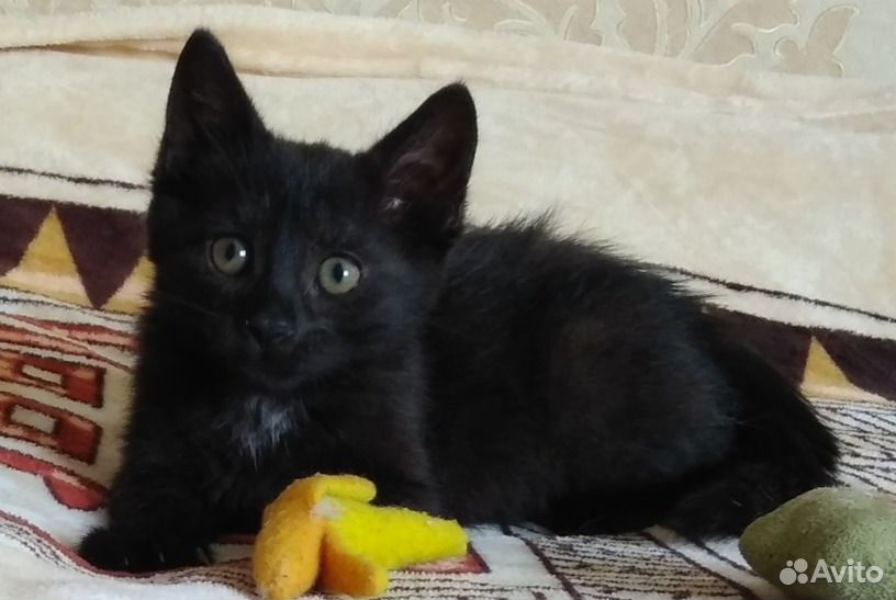 Черный котенок, 2,5 мес. Девочка