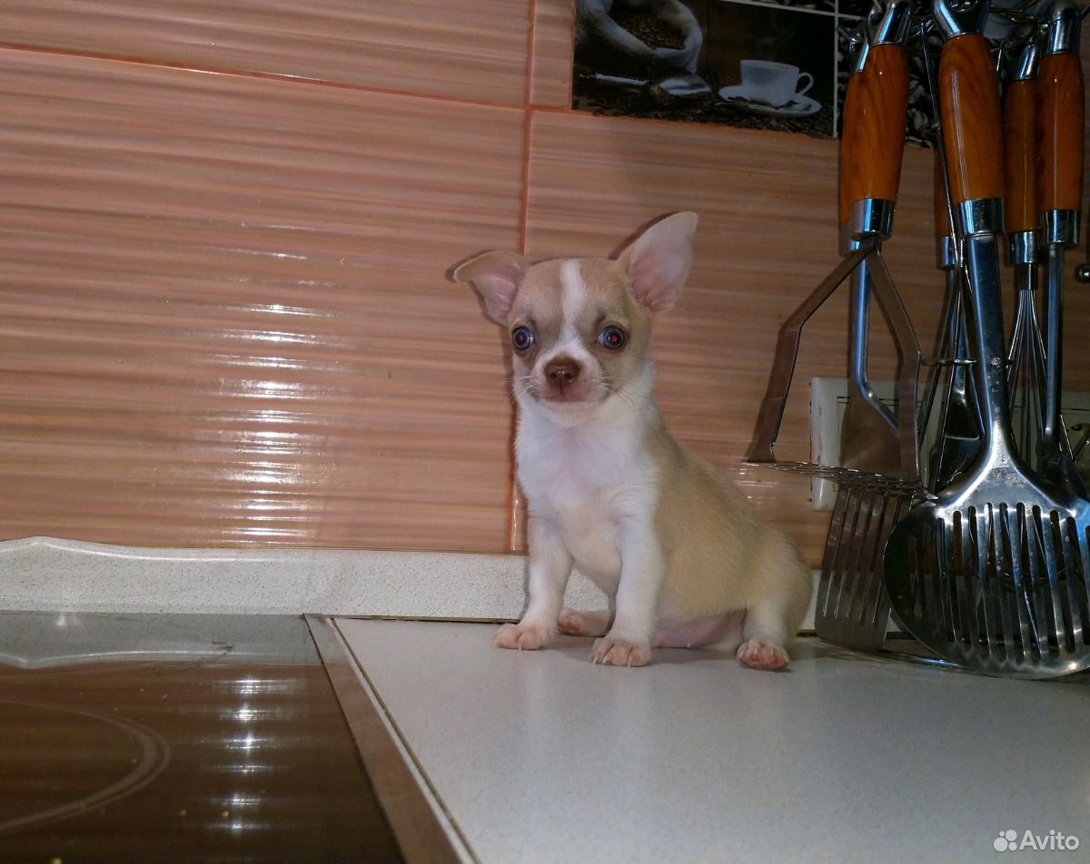 Голубоглазый мини красавчик РКФ