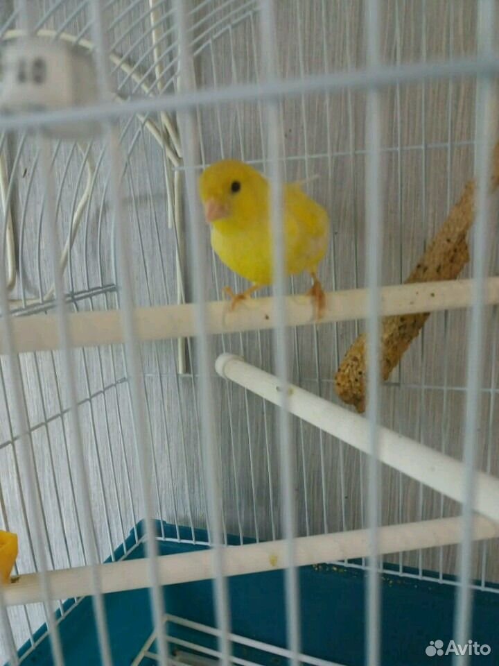 Кенар