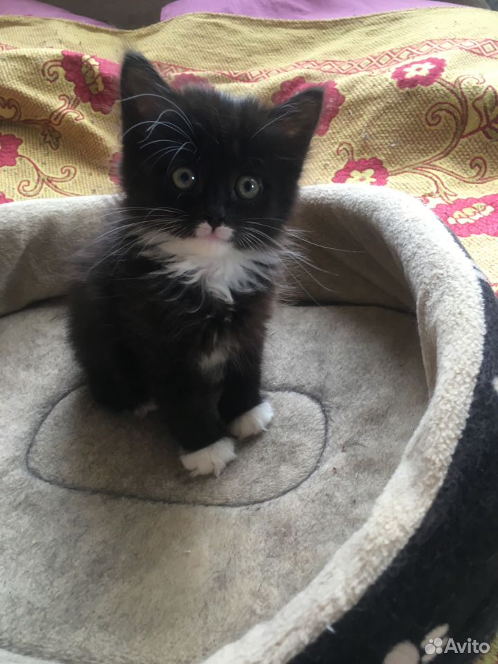 Пушистая девочка 2,5 месяца