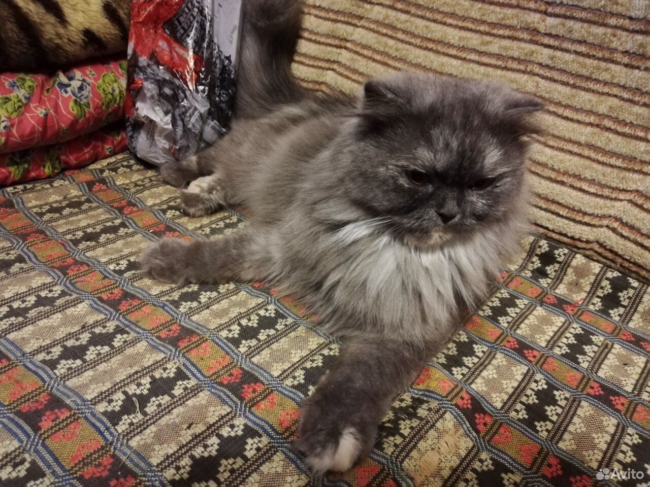 Шпулька - Шотландский Хайленд