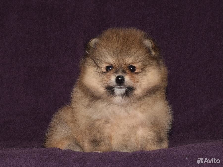 Шикарный мальчик насыщенного оранжевого окраса