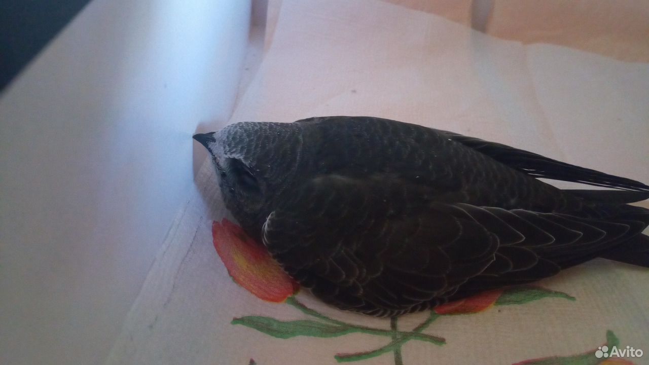 Отдам стрижа в хорошие руки