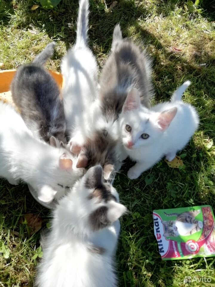 Котятам срочно нужен дом