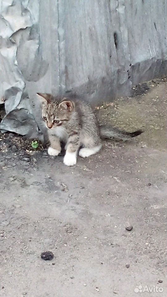 Котеночек с белыми лапками