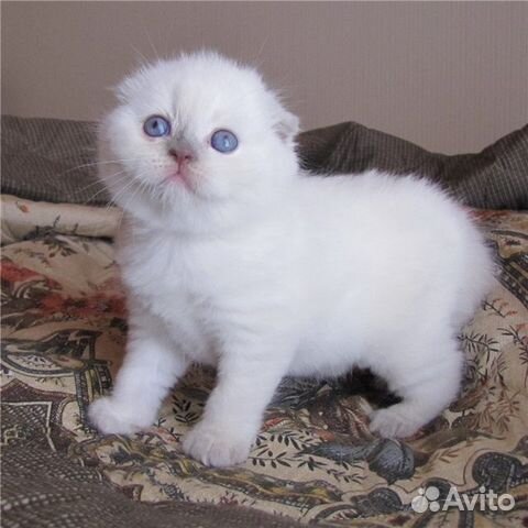 Вислоухая кошечка