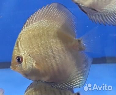 Дискус Альтум Флора