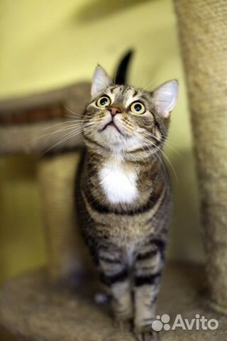 Мраморная Красотка Василиса в дар в добрые руки