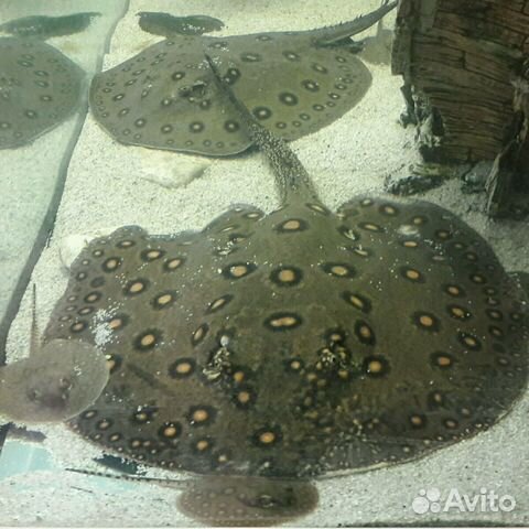 Дискусы и скаты