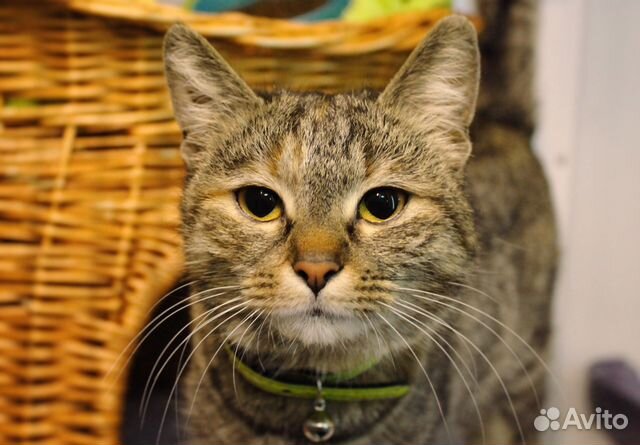 Ласковая Фенечка ищет заботливых хозяев