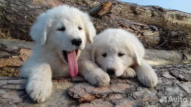 Щенки мареммы