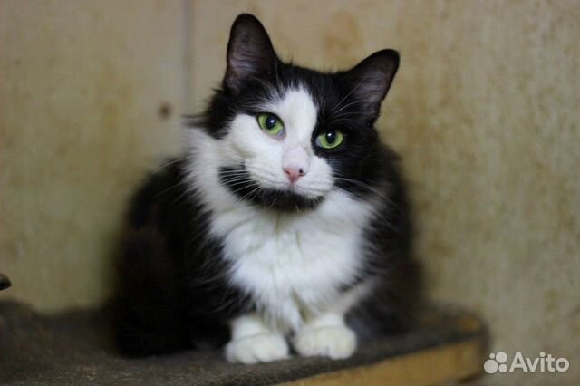 Шахматная кошечка