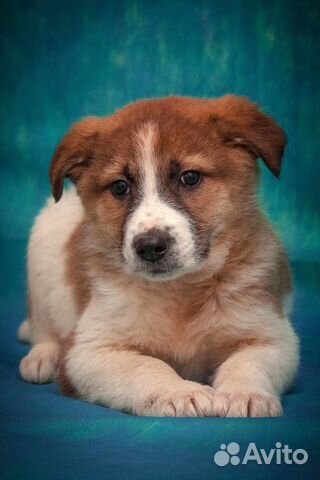 Майк щенок 3 месяца в дар