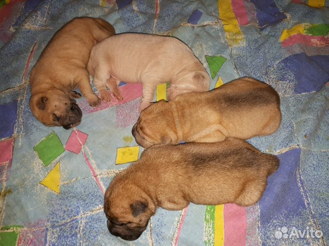 Новогодний Сюрприз