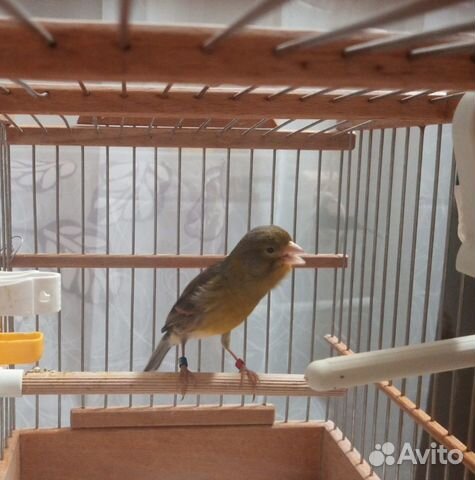 Зелёный кенар