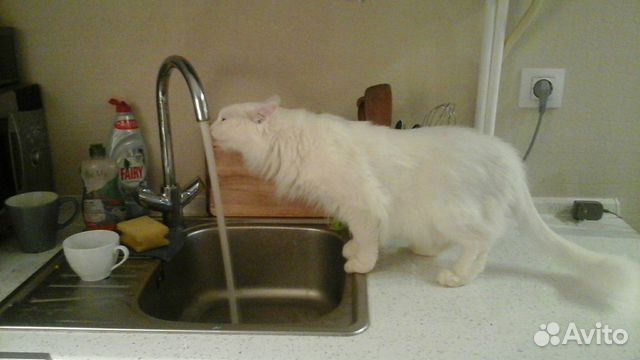 Ищем дом для любимого кота