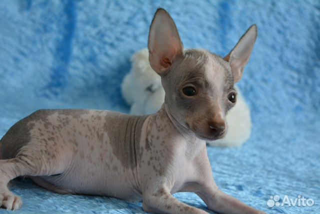 Шикарный миник мексиканской голой собаки