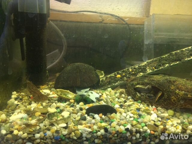 Раки аквариумные