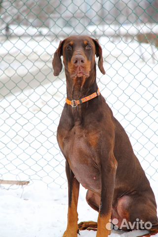 Эмир - коричневый доберман в поисках нового дома