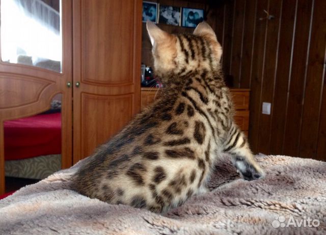 Бенгальские котята