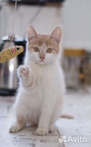 Котенок в добрые руки