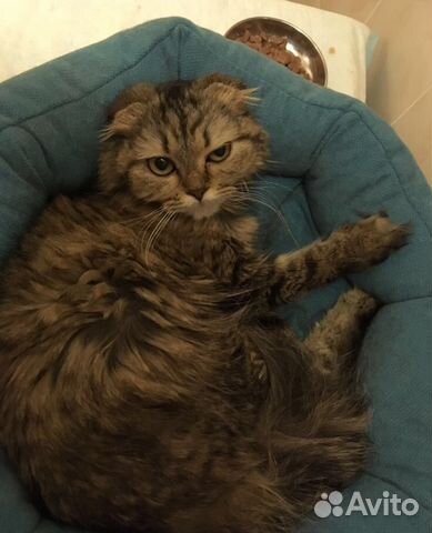 Кошка в дар