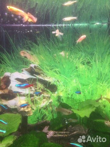 Гуппи, Данио, мальки Гуппи