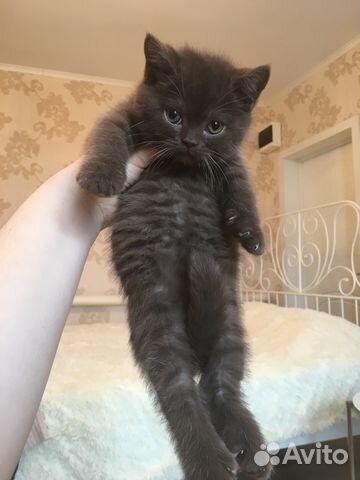 Британская Медведица