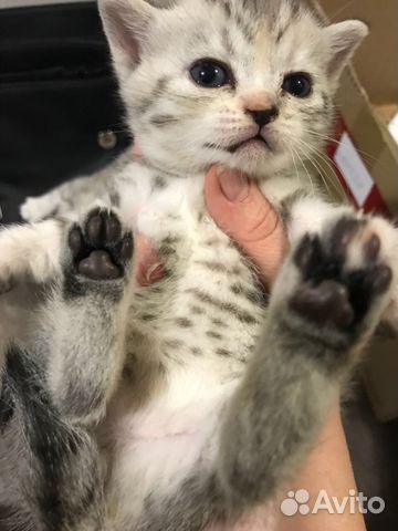 Шотландские котята табби (вискас)