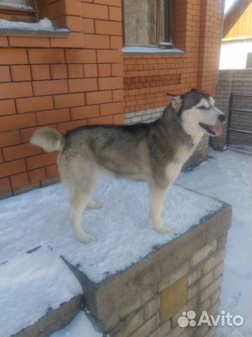 Девочка 2.5 года