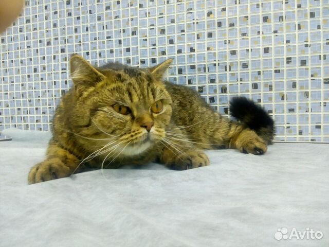 Котик в поиске дома