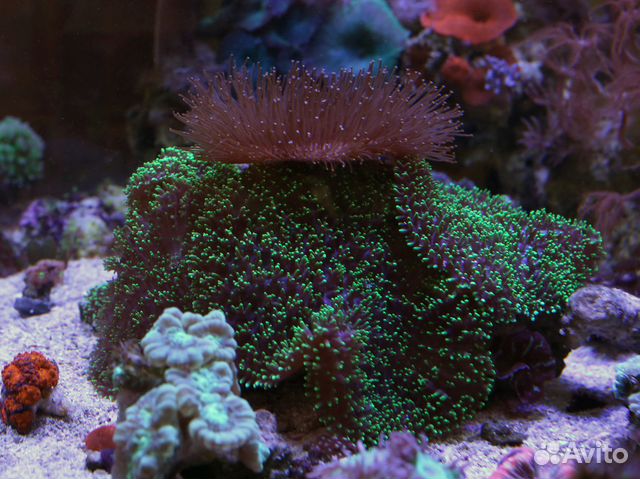 Мягкие кораллы в морской аквариум