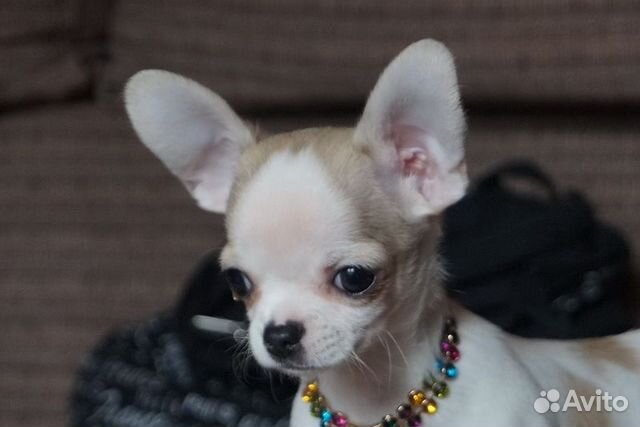 Мальчики чихи