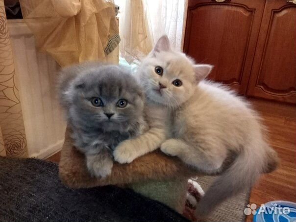 Шотландские котята
