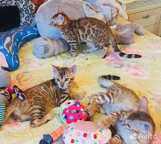 Очаровательные котята-бенгалята