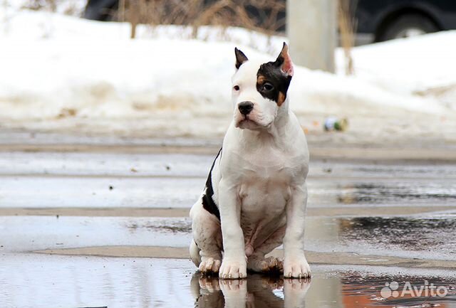 Мальчик 2,5 месяца