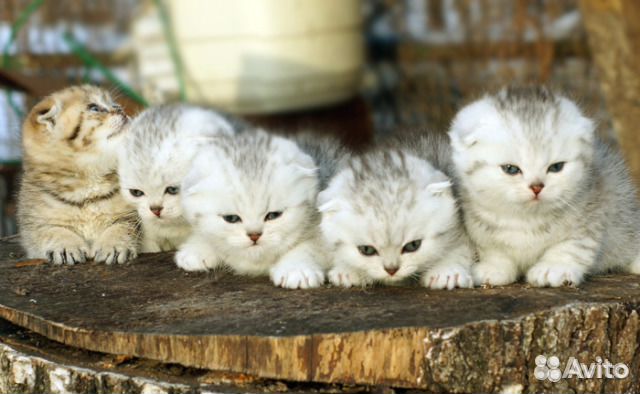 Блонди плюшевое