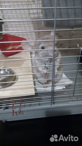 Шиншилла с клеткой