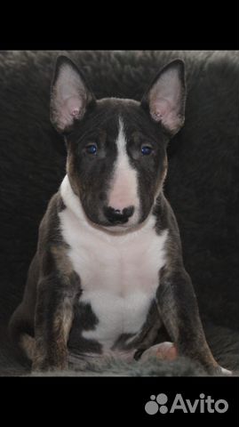 Мальчик миниатюрного бультерьера