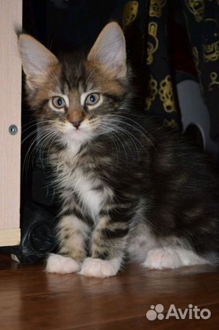 Котята Мейн Кун,веселые ребята