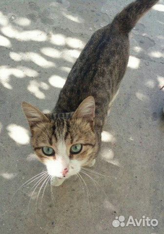 Васька хочет стать домашним
